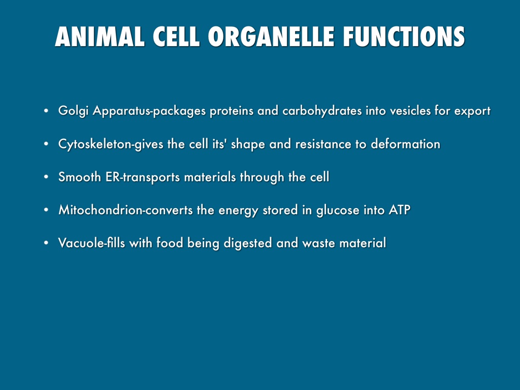 Facts About Animal Cell Organelles What Is An Animal Cell Facts 