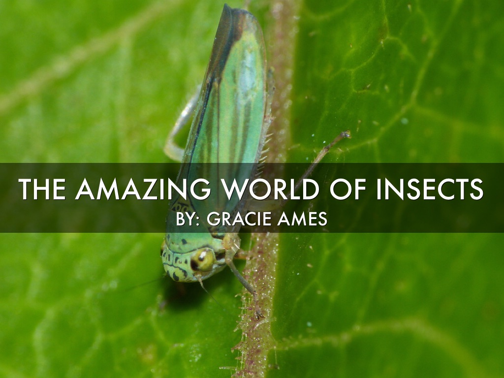 The Amazing World Of Insects by Gracie A.