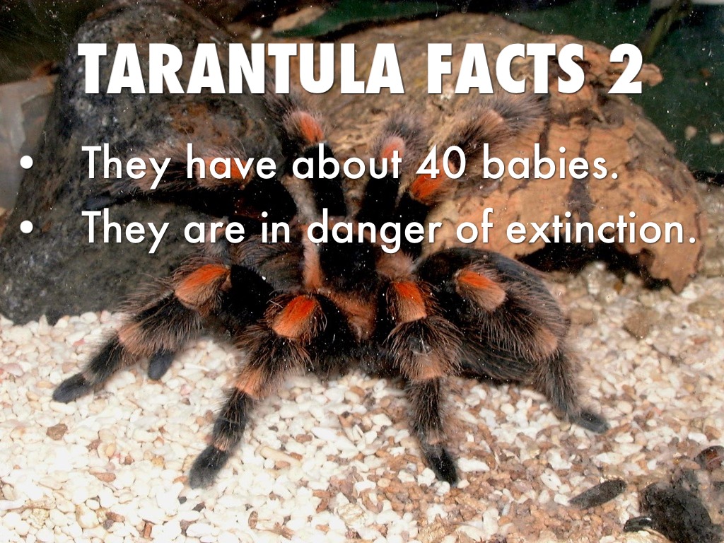 Mexican Red Kneed Tarantulas by Randy Hollinger