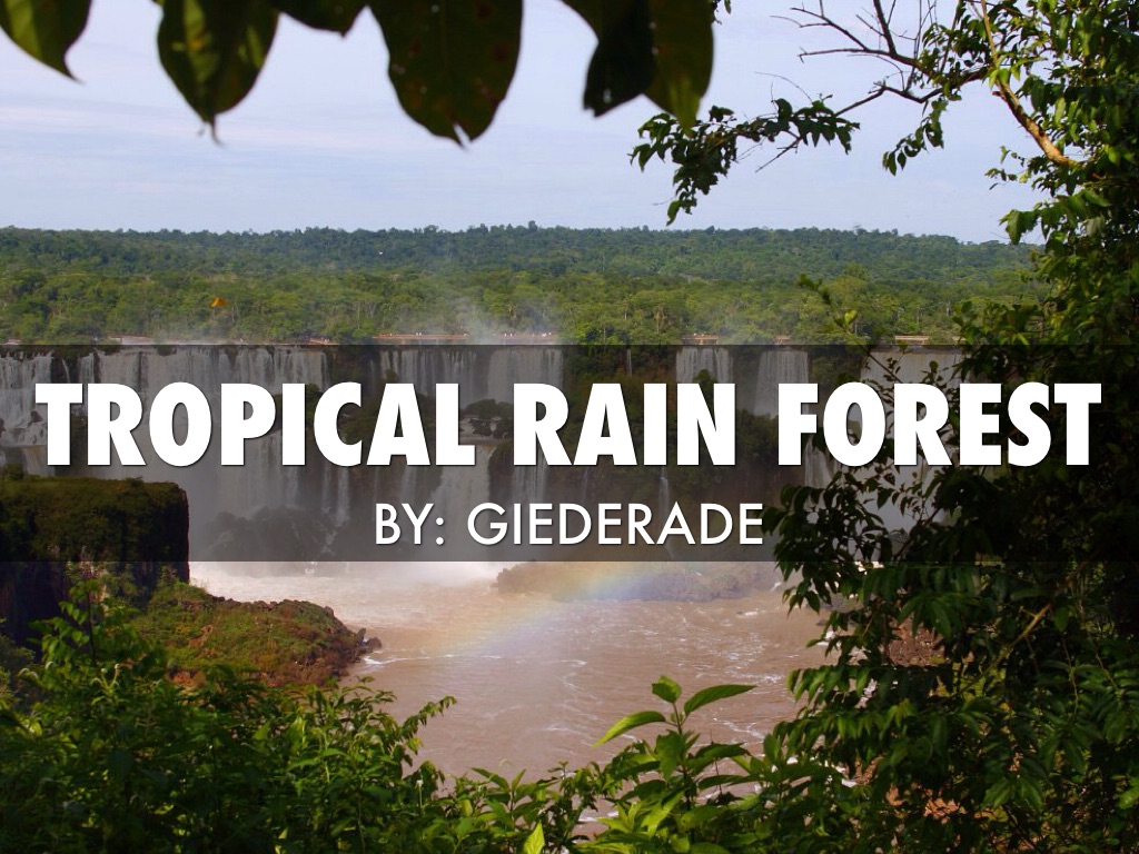 Tropical Rain Forest by Andrew Gieder