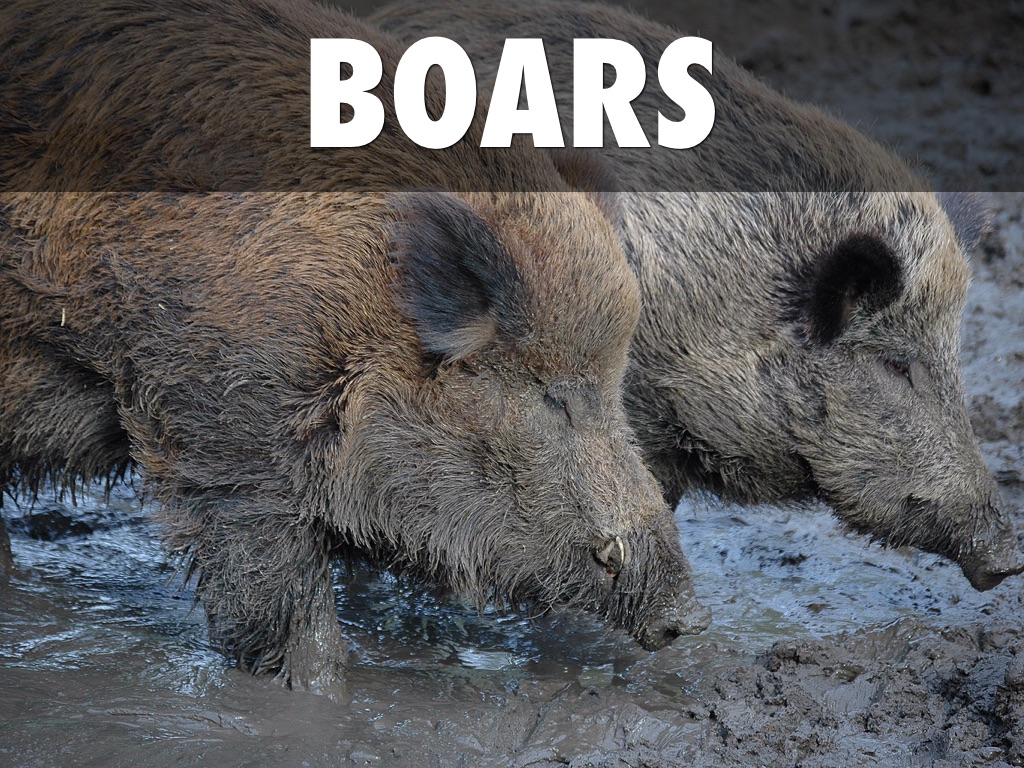 Destructive Japanese Wildlife by Riley Shorter