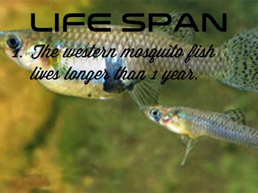 The Western Mosquito Fish🐟 by Aubrey Grier