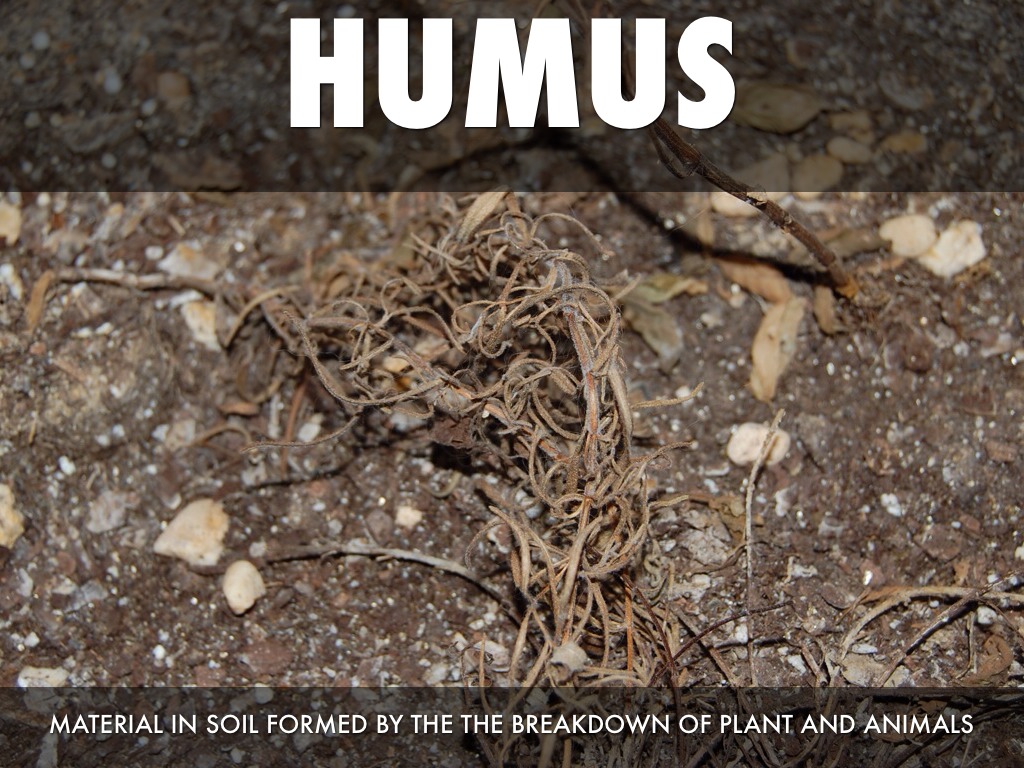 Chapter 8 How Earth Changes Over Time Jacquie by