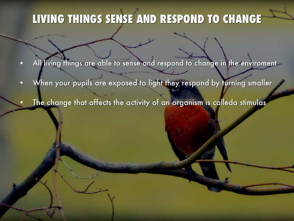 Characteristics Of Living Things by Cynthia Rios