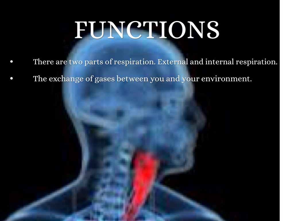 Respiratory System by Logan Luckett