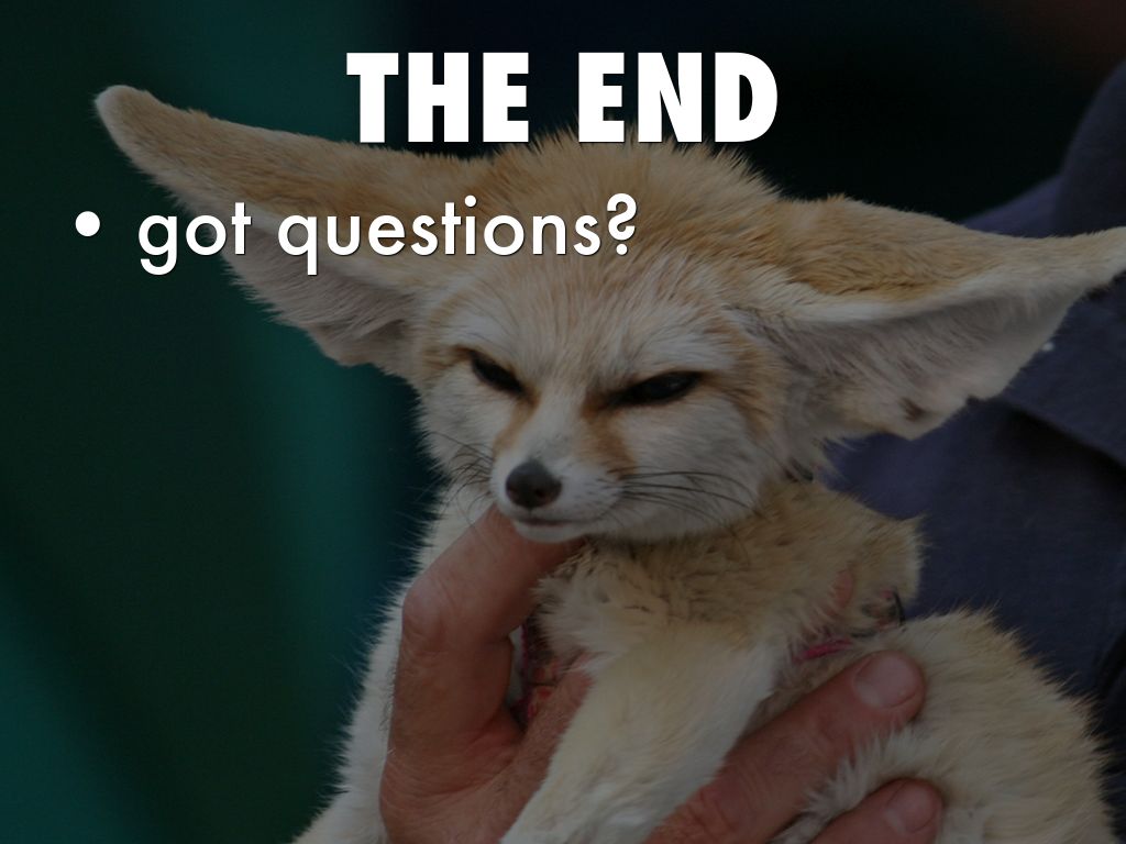 Fennec Fox by Edgar by Lynn Woodhead