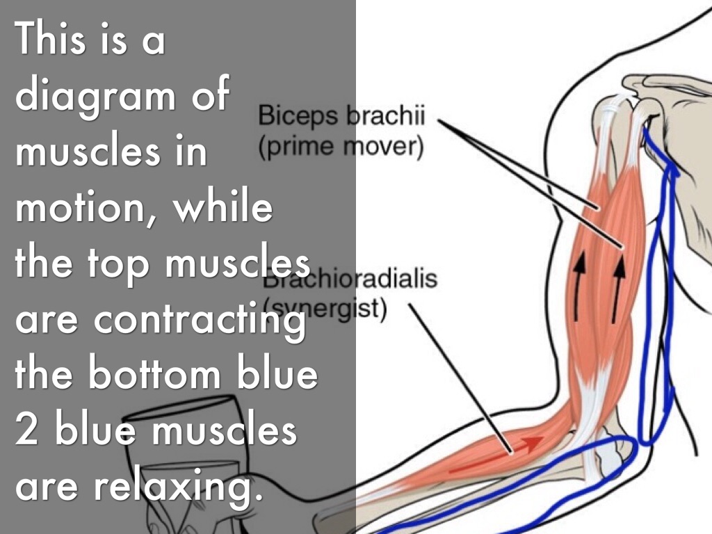 how does the human body move by Ben Cytrynbaum