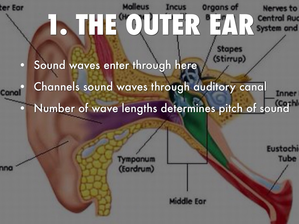 How To Hear by Cullen Murphy