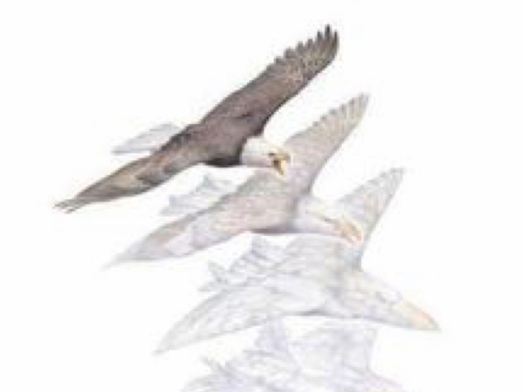 les beaux arts de métamorphose by Natasha Viens