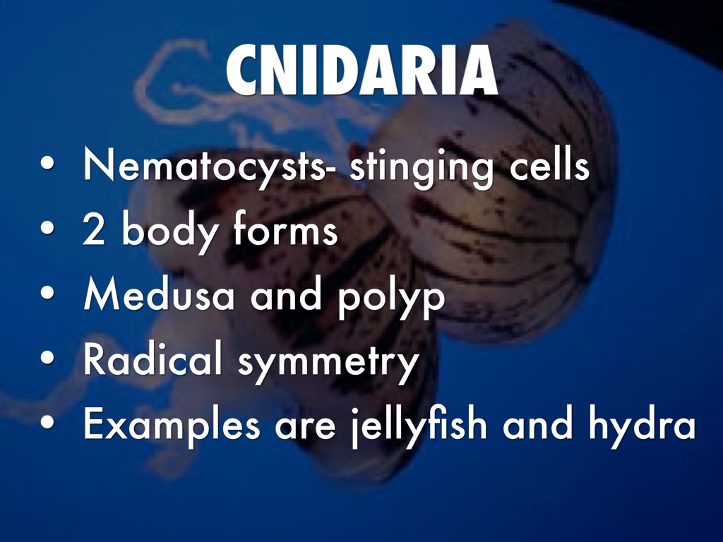 Family Tree by Ryan Gordon