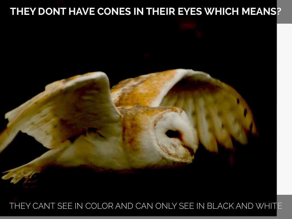 What Is Haiku Deck? by Allie Cristofori