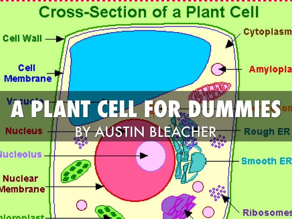 The Plant Cell by Austin Bleacher