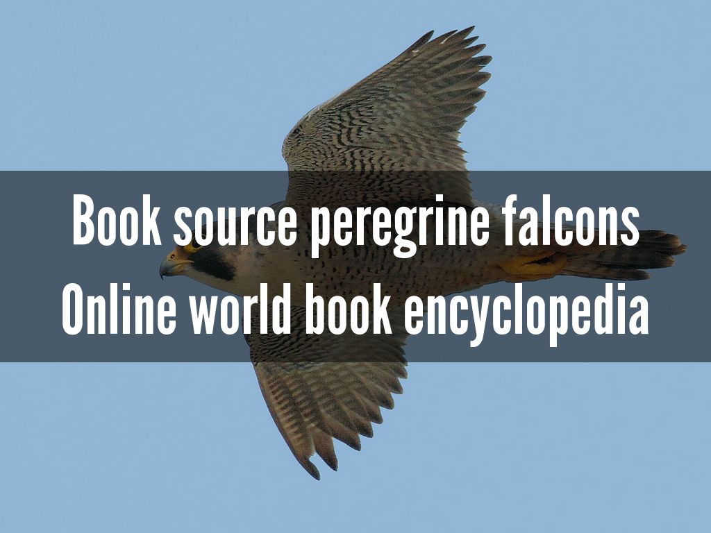 Peregrine Falcons by Yahye Farah