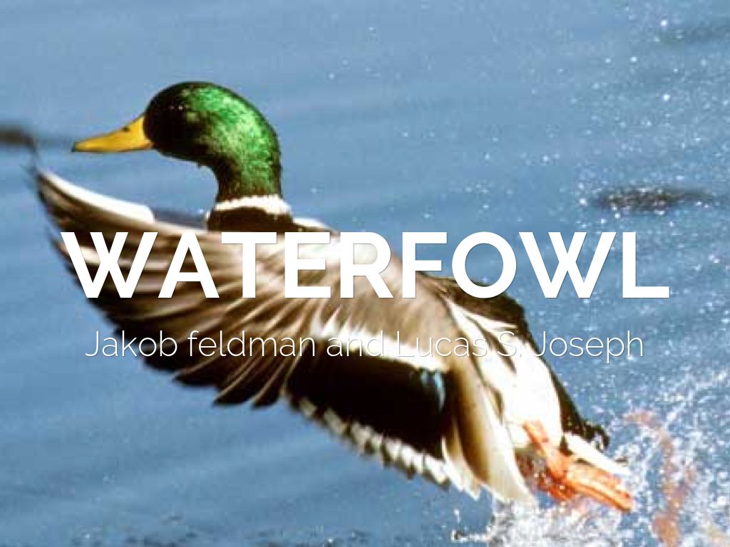 Waterfowl by Katie Cohen