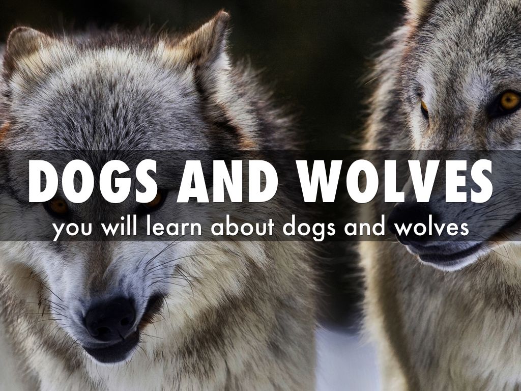 Dogs and Wolves by ashellow