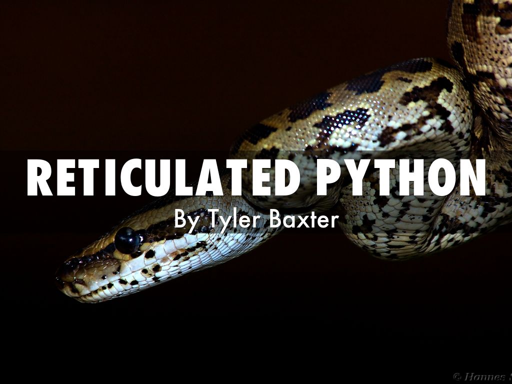 Reticulated Python by Meghan Smits