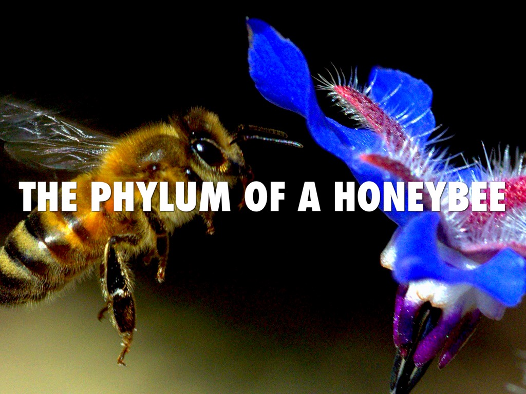 Honey Bee Phylum by mat24777