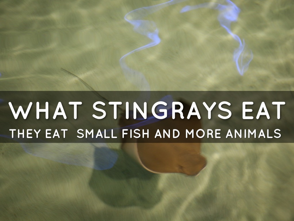 Stingrays by langstonlmc