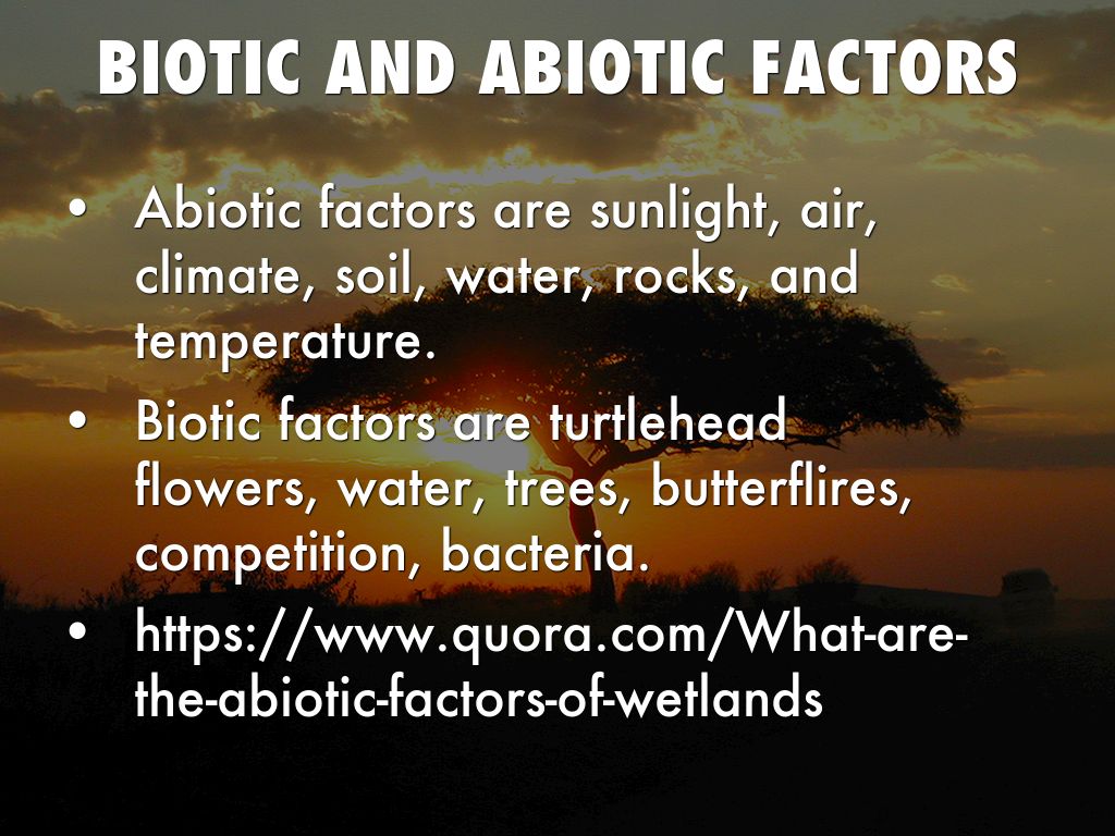 Wetland by Paul Alexiadis