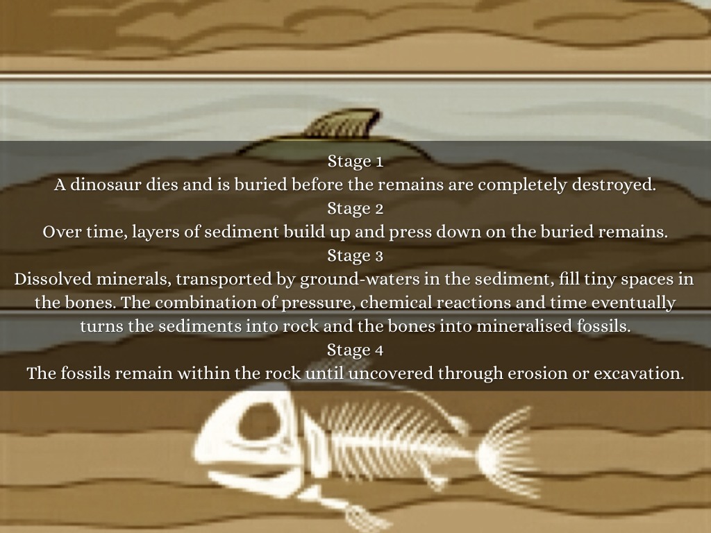 Fossils Creation by Leo evers