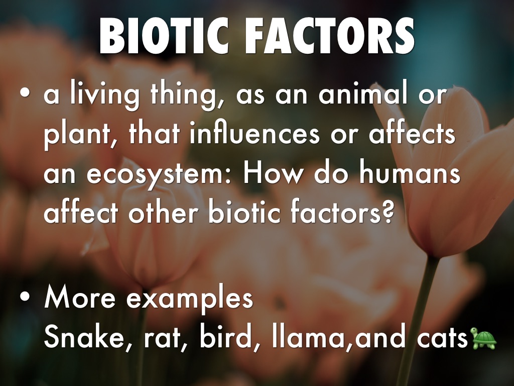 Abiotic And Biotic Factors By Lydia Connie Abiotic And Biotic Factors By Lydia Connie