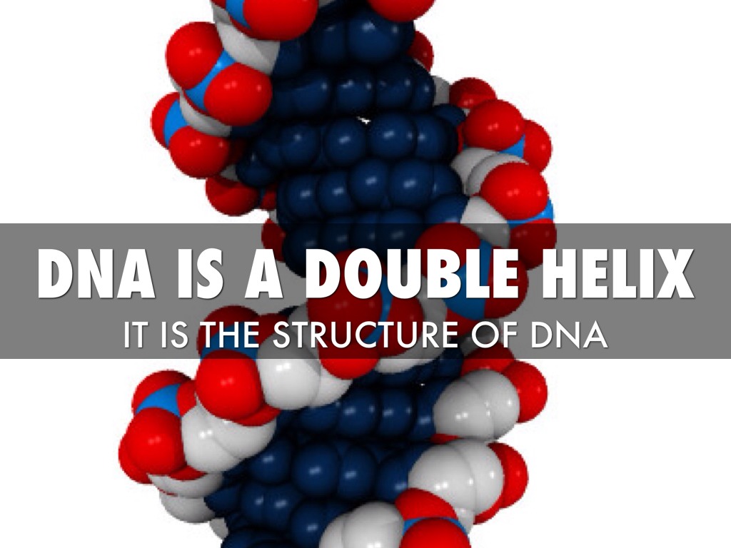 DNA Mrs. Wall by Siranda Vest