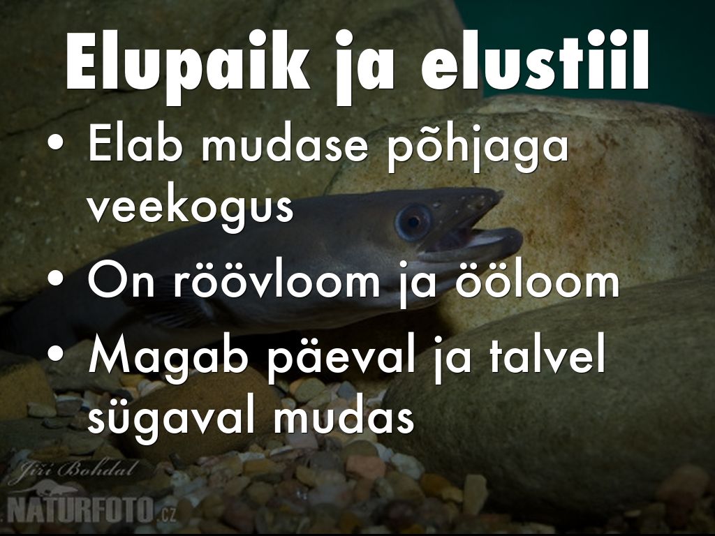 Angerjas by Kert Jalukse