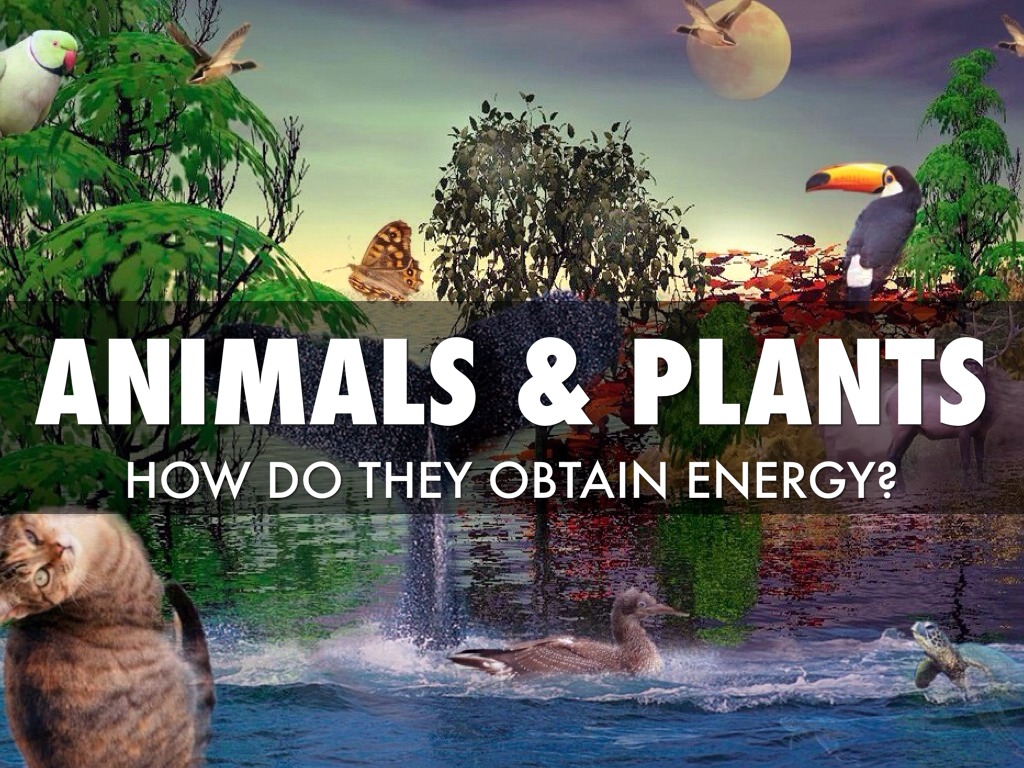 How Do Cells Transform, Store & Use Energy? by Sunny