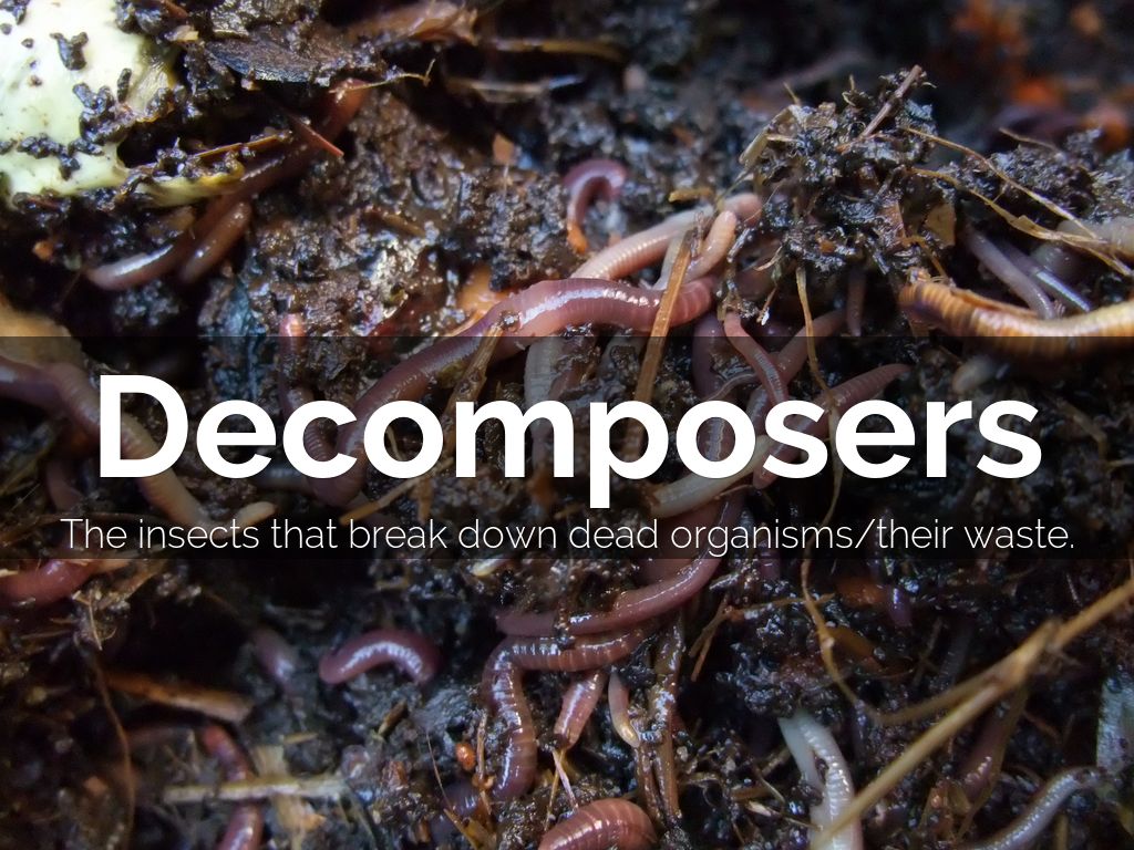 Ecosystem Vocab by riley.sesher