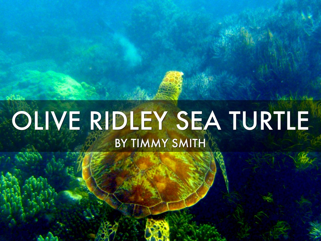 Sea Turtles by Brad Flickinger