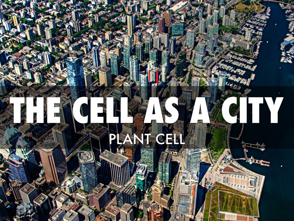 The Cell As City, White Sanders, Cicoria Period 2 by