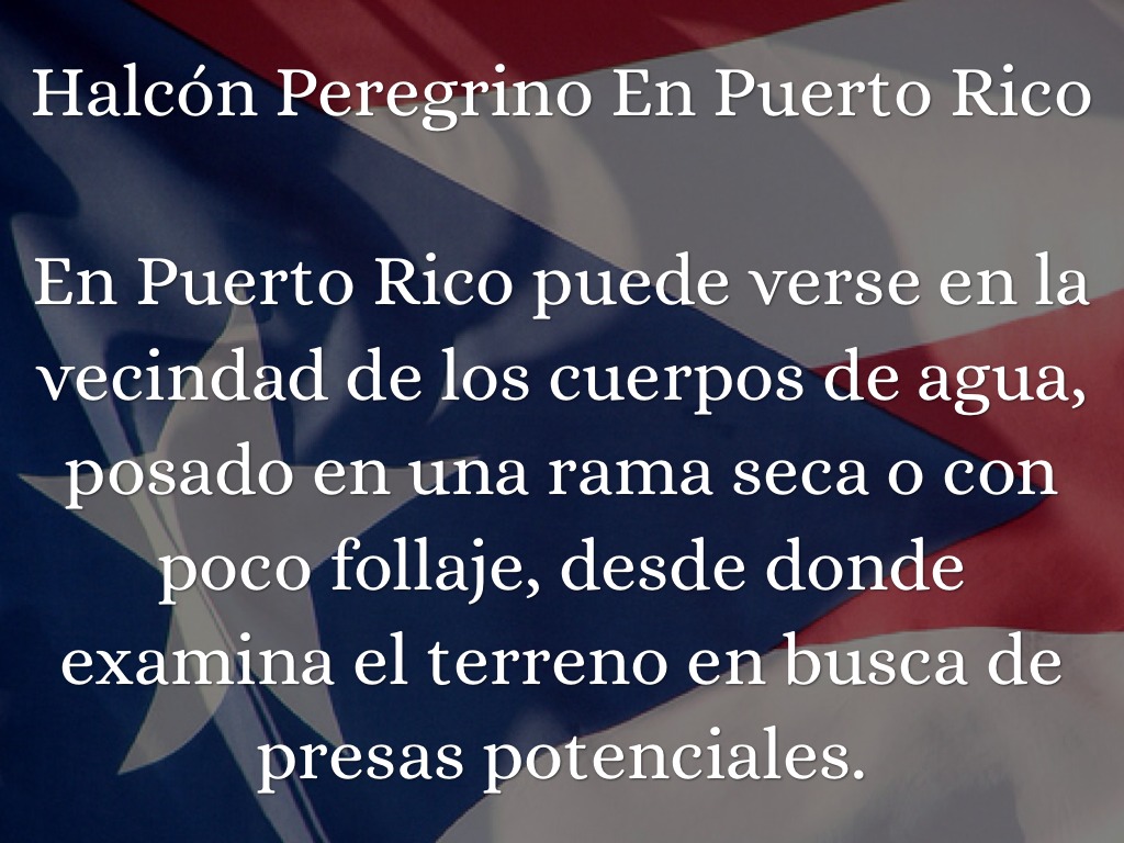 Trabajo De Pedro ( Halcón Peregrino ) by ecetfilms