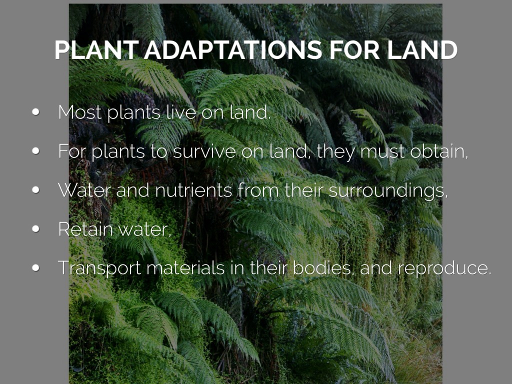 Plants by Lily Parker