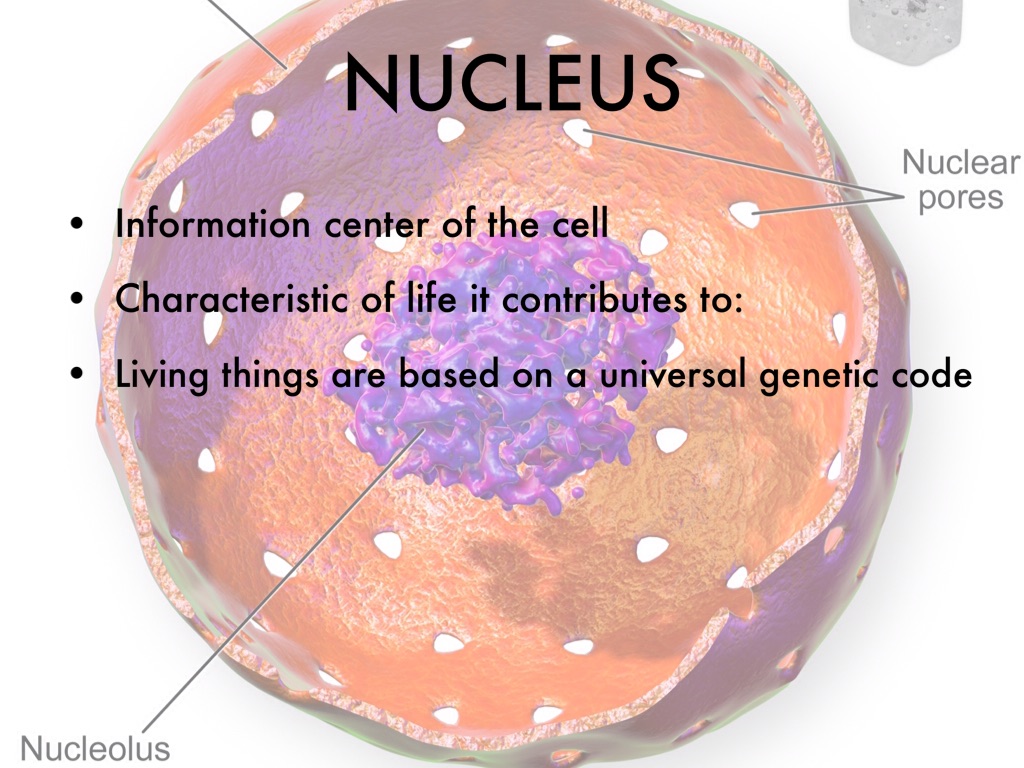 Bio Cell Project by Courtney S