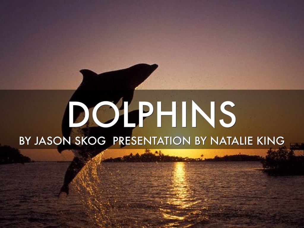 Dolphins by Natalie King