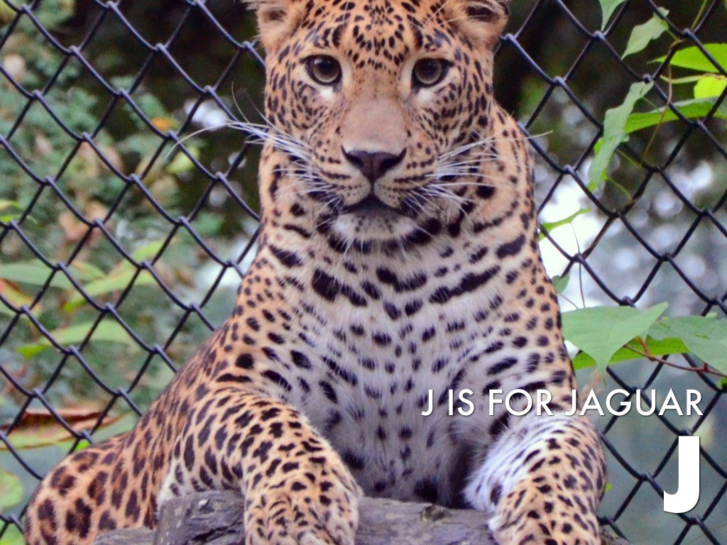 Animal Alphabet by kavaroots