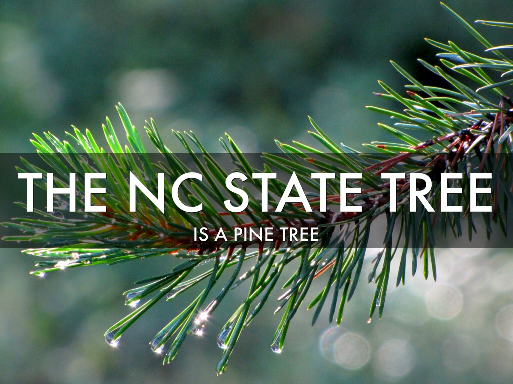 North Carolina Symbols By Alex stokes