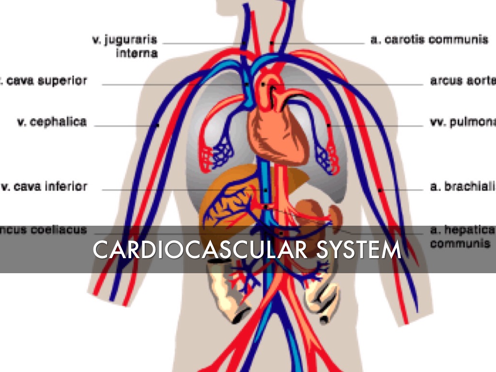 Cardiovascular System by Amelia Prescott