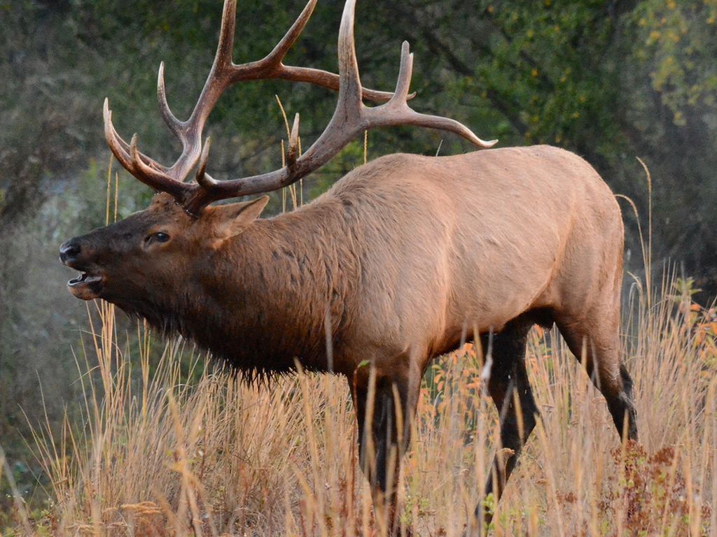 Hunting is more than a hobby and killing trophy
