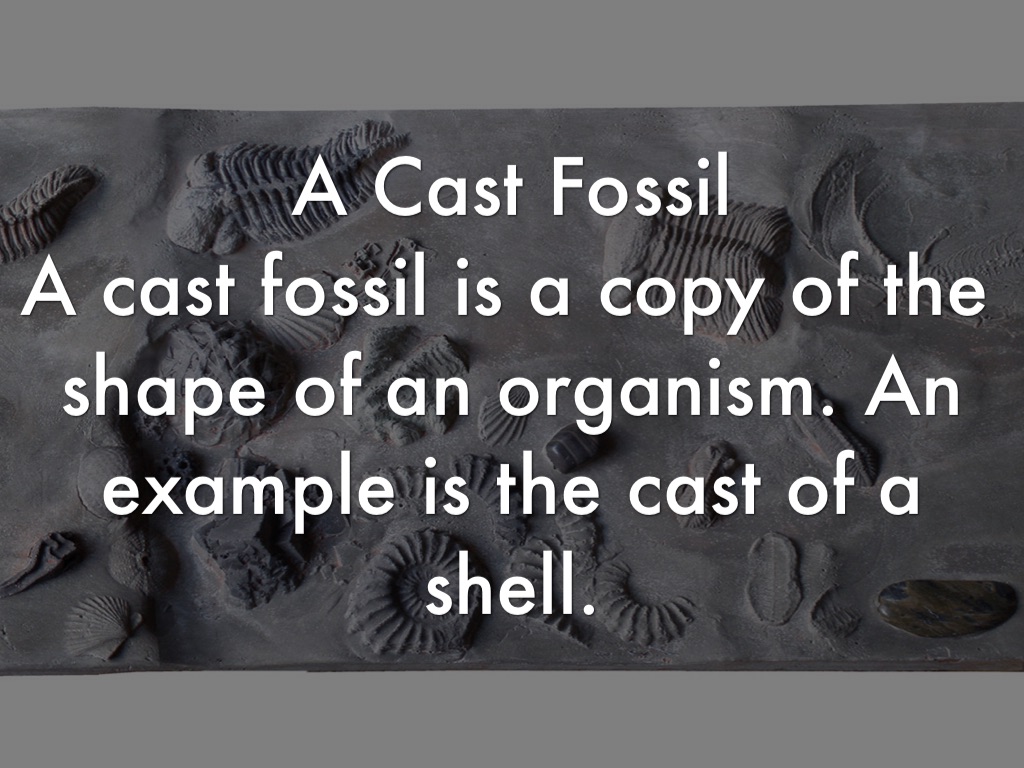 Examples Of Cast Fossils