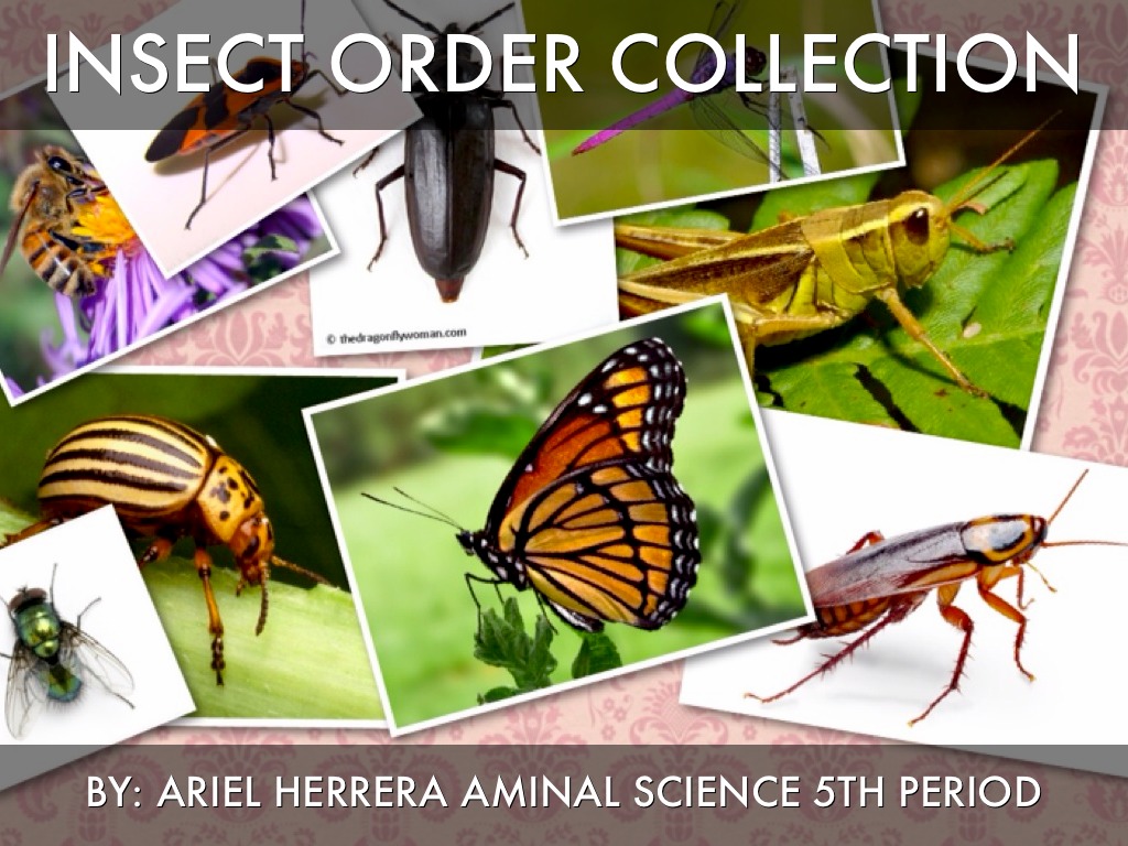 Insect Order Collection. by Ariel Herrera