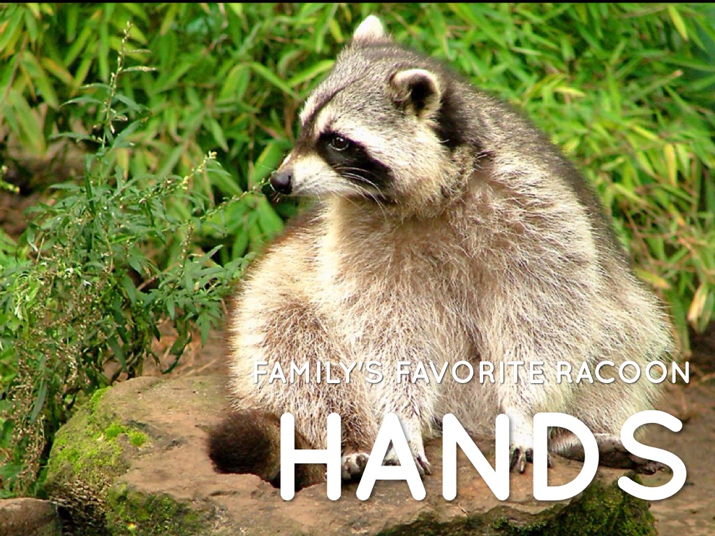 The Tarantula In My Purse by Natasha Lemoine