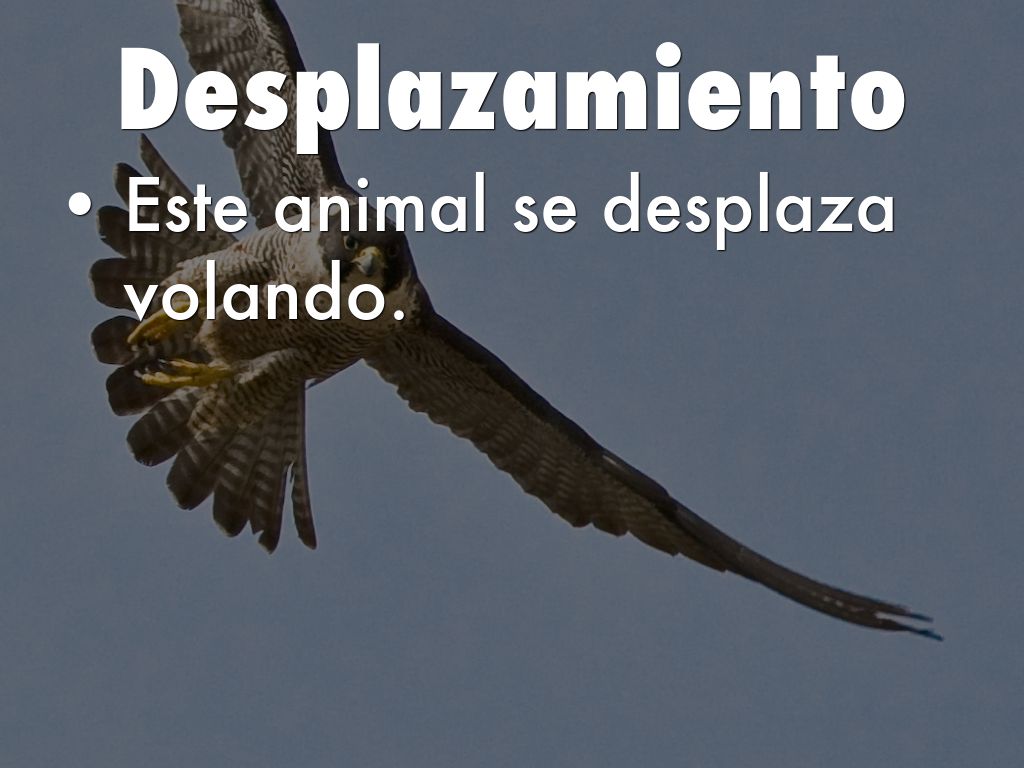 EL HALCÓN PEREGRINO by diegogomezprieto