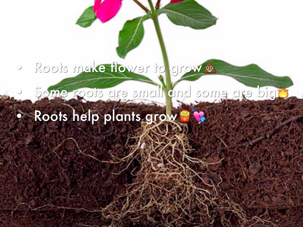 Root And Flower | Best Flower Site