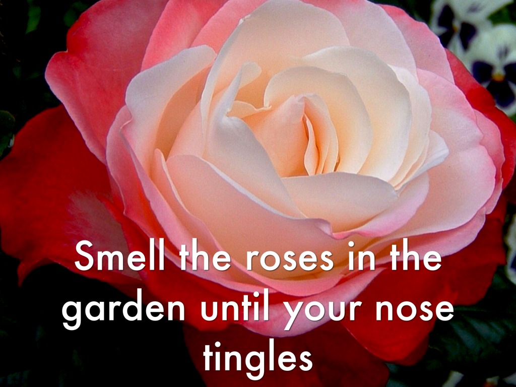 Haiku Ingrid by Michael Harris