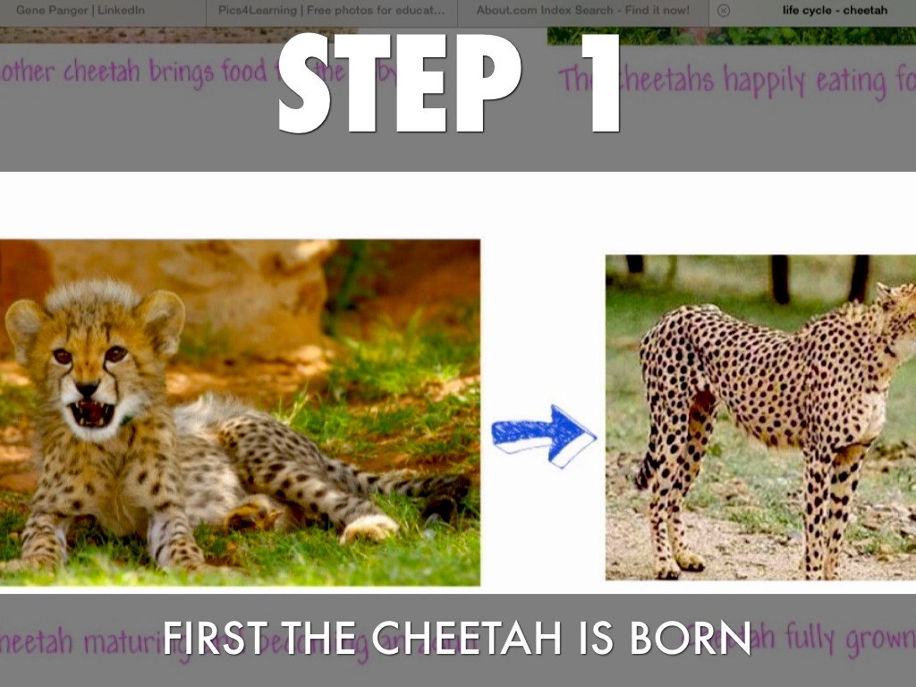 Life Cycle Of A Cheetah