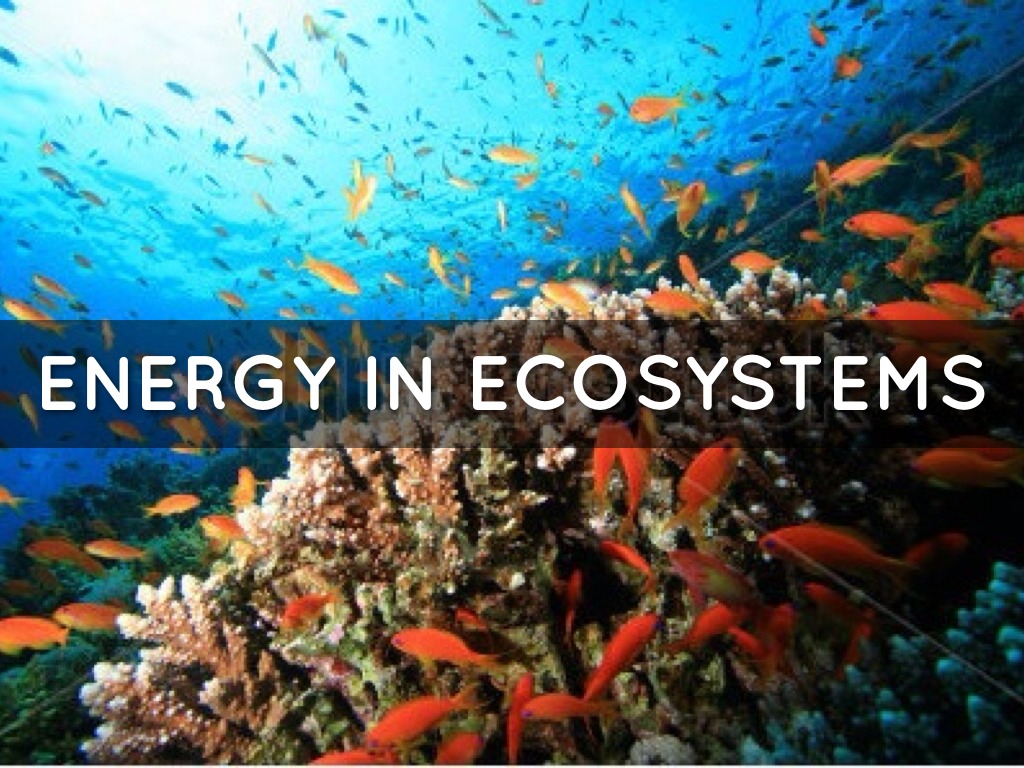 Energy In Ecosystems by Olivia Wheeler
