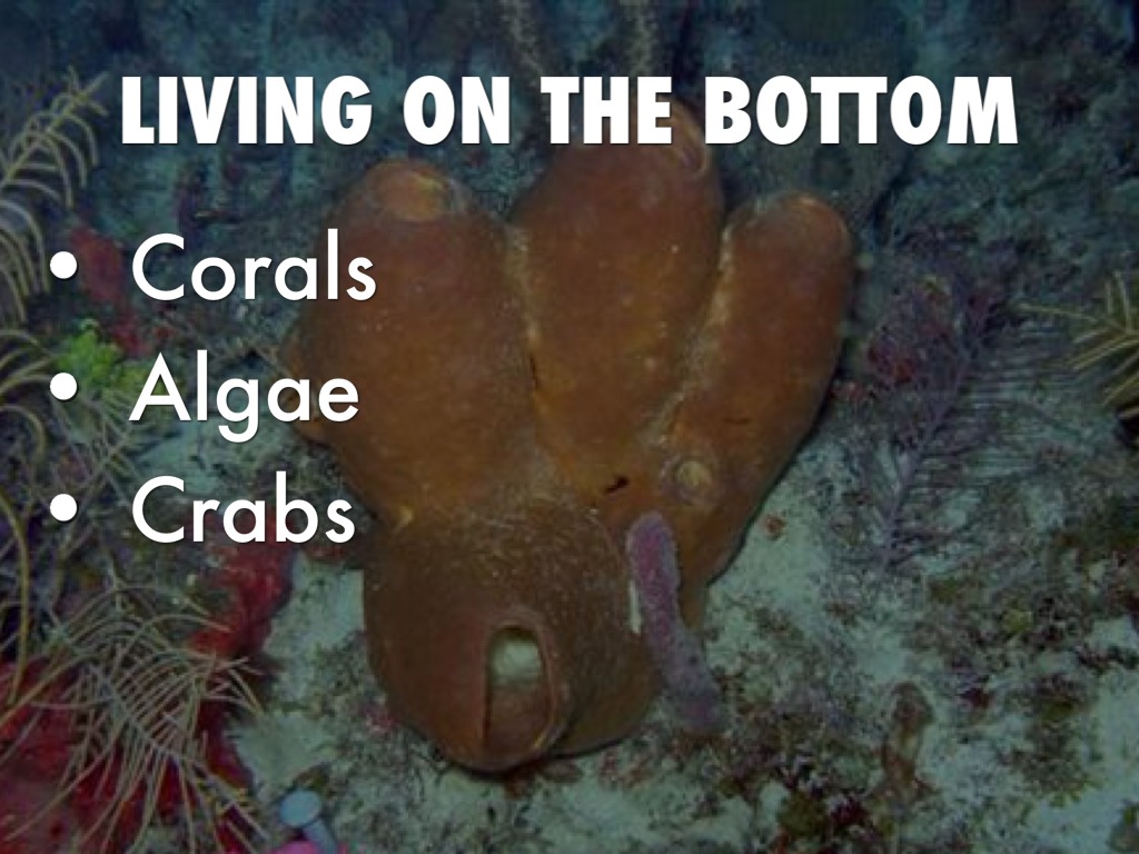 Marine Communities by Kourtney Marie