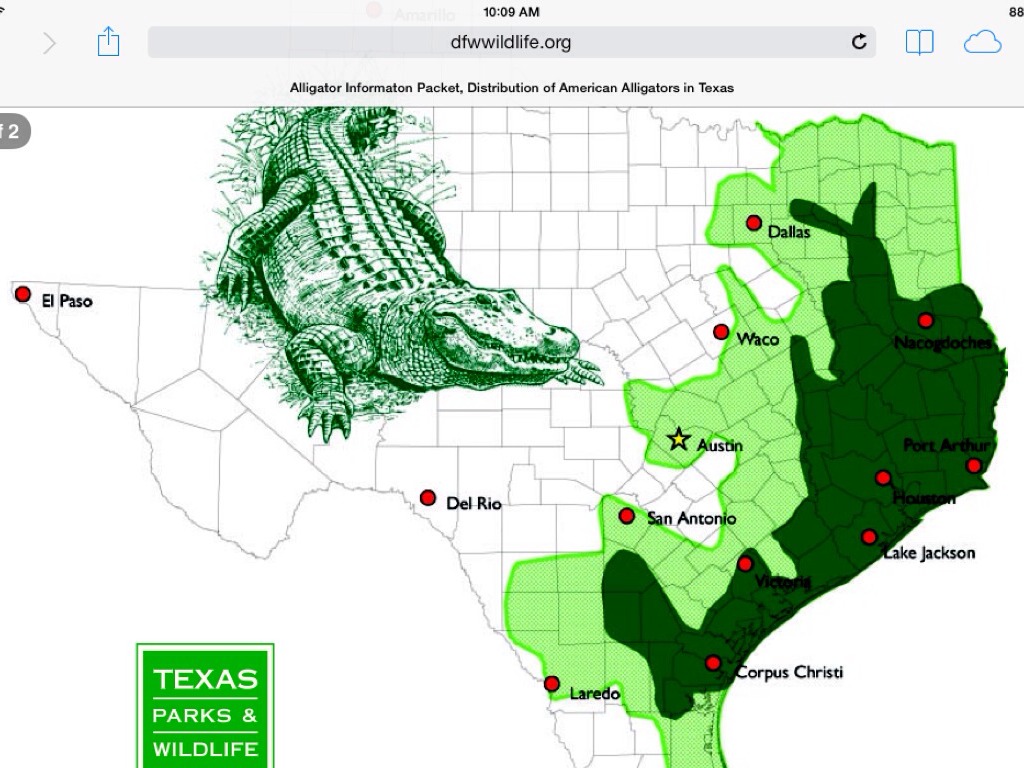 Alligators by Colton Missildine