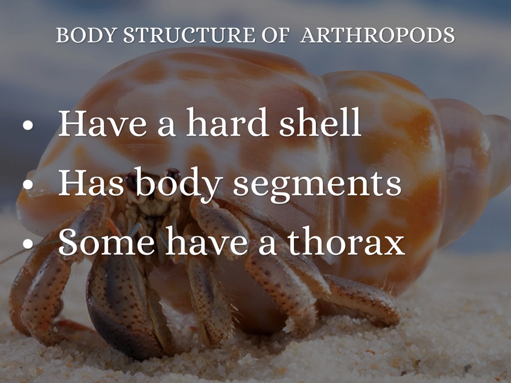 Animal Unit Part 2 By Alexis Mleziva by Alexis Mleziva